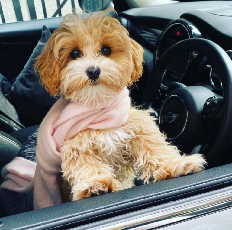 Teacup Maltese Puppies for Sale | AKC-Registered & Healthy